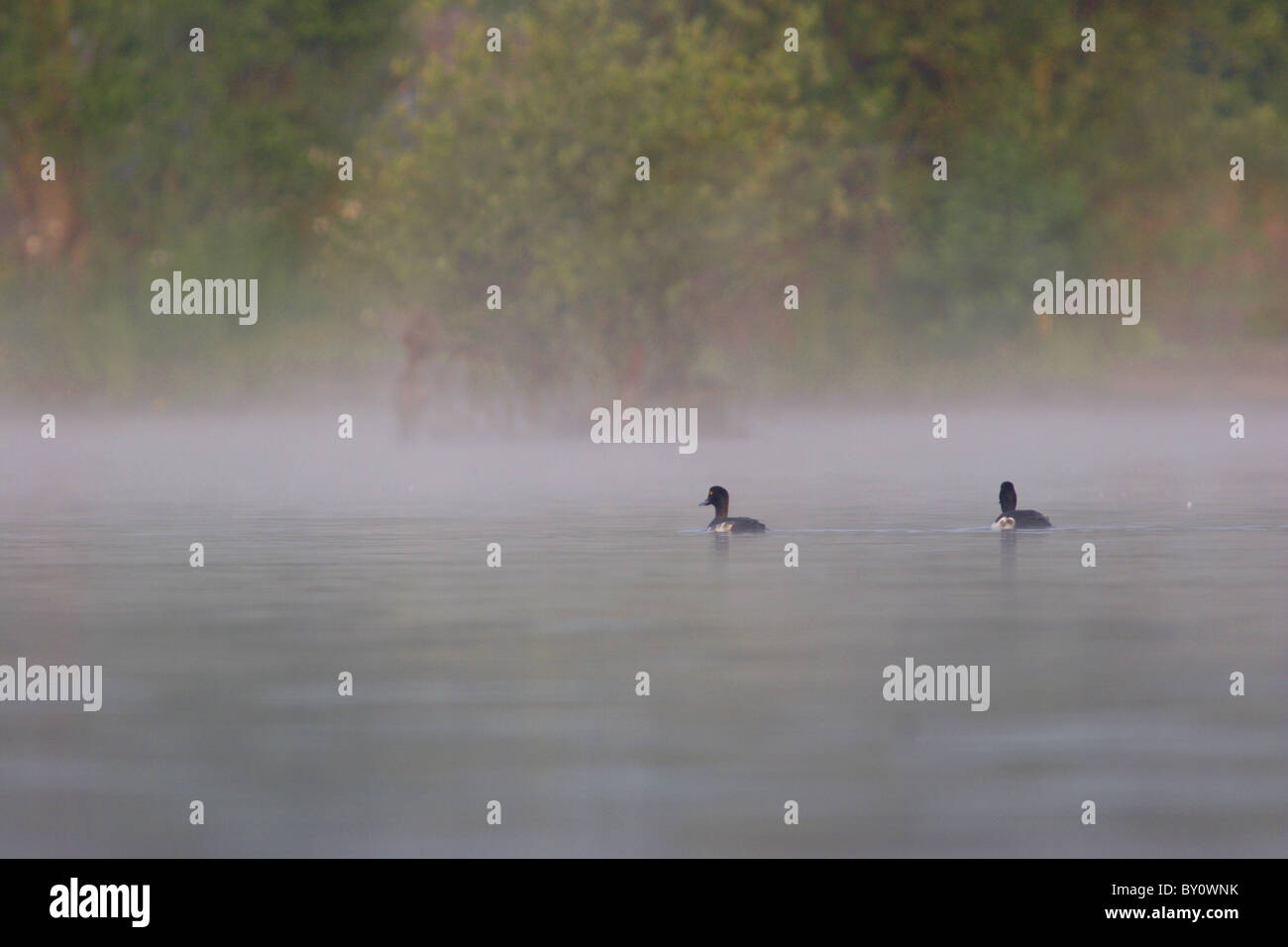 Tufted ducks, Yorkshire, UK Stock Photo - Alamy