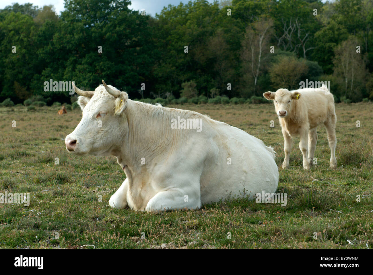 Cattle on the heathland in the New Forest National Park Hampshire Stock ...