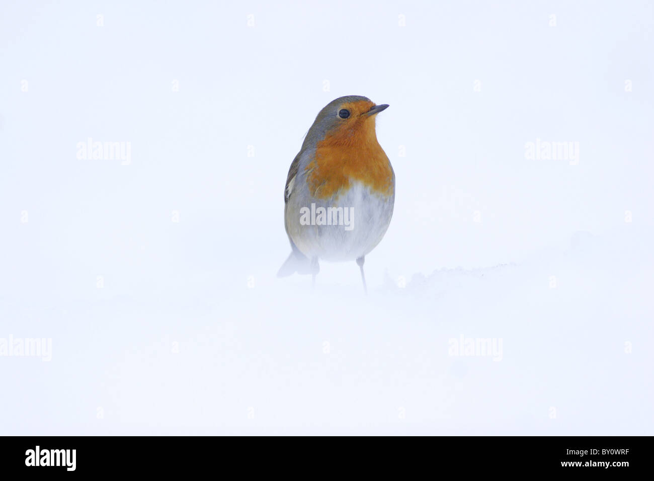 British robin perched on Cut Out Stock Images & Pictures - Alamy