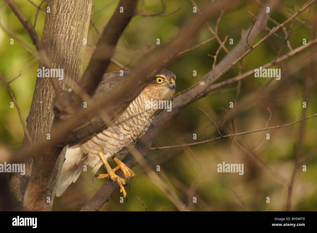 Sparrowhawk uk hi-res stock photography and images - Alamy
