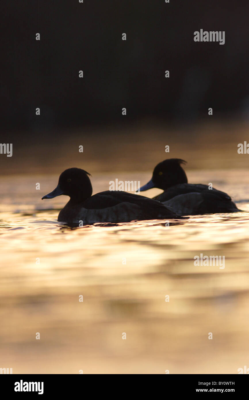 Tufted Ducks, Yorkshire, UK Stock Photo - Alamy
