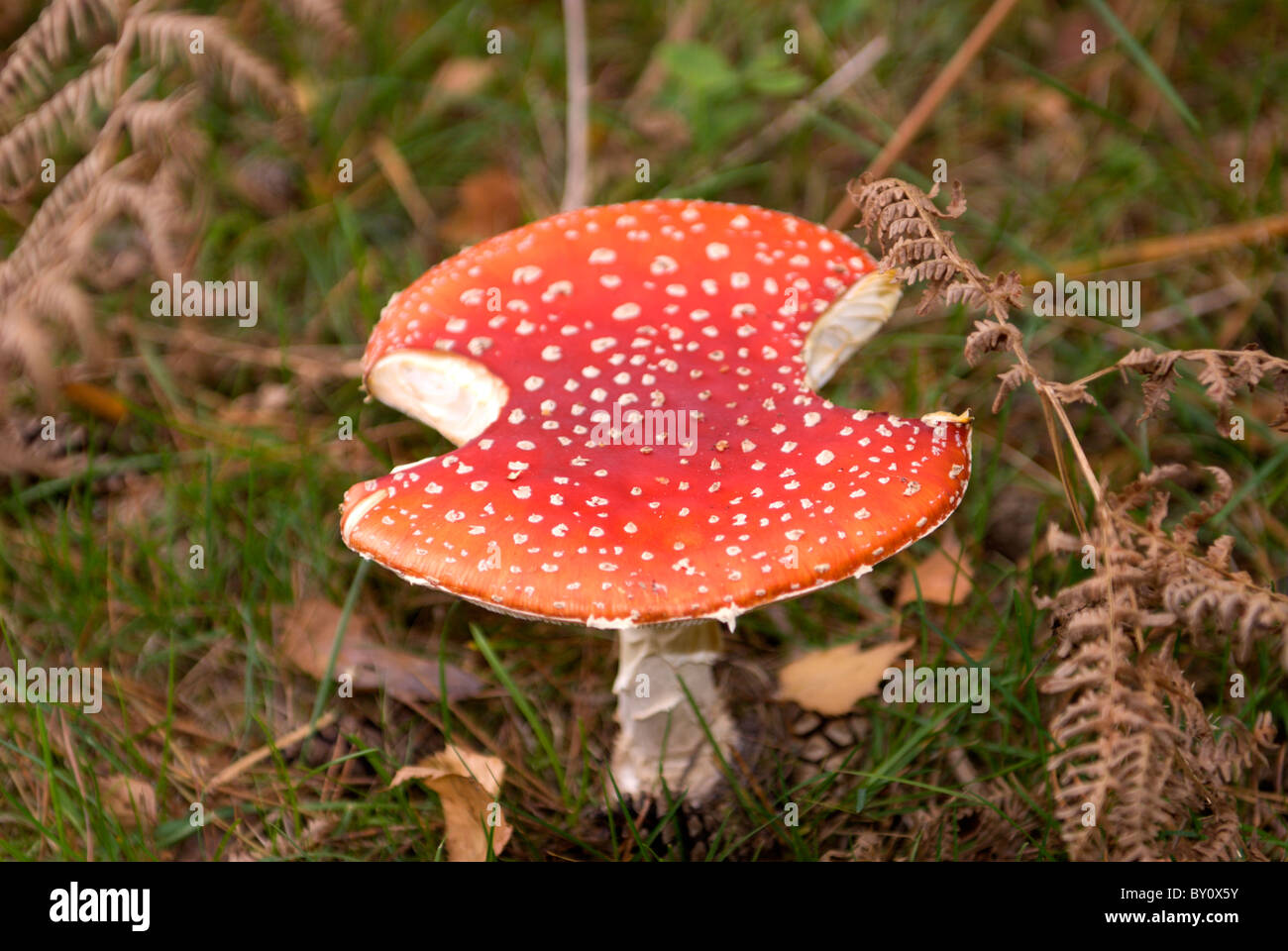 Red cap with white spots hi-res stock photography and images - Alamy