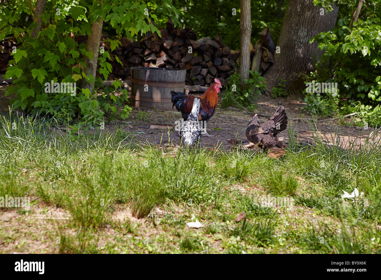 Domestic life colonial america hi-res stock photography and images - Alamy