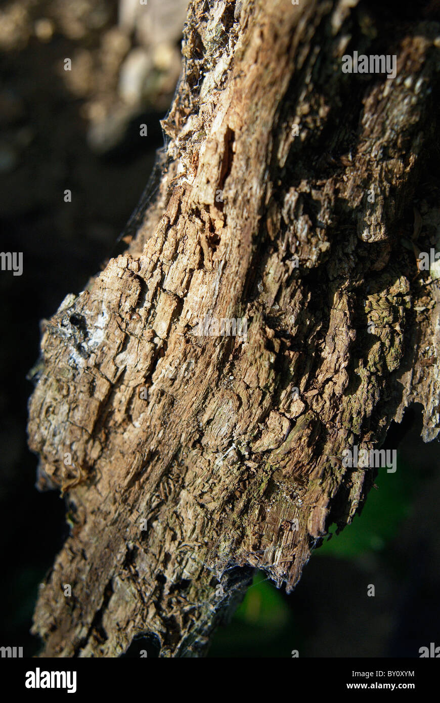 Timber with white rot Stock Photo - Alamy