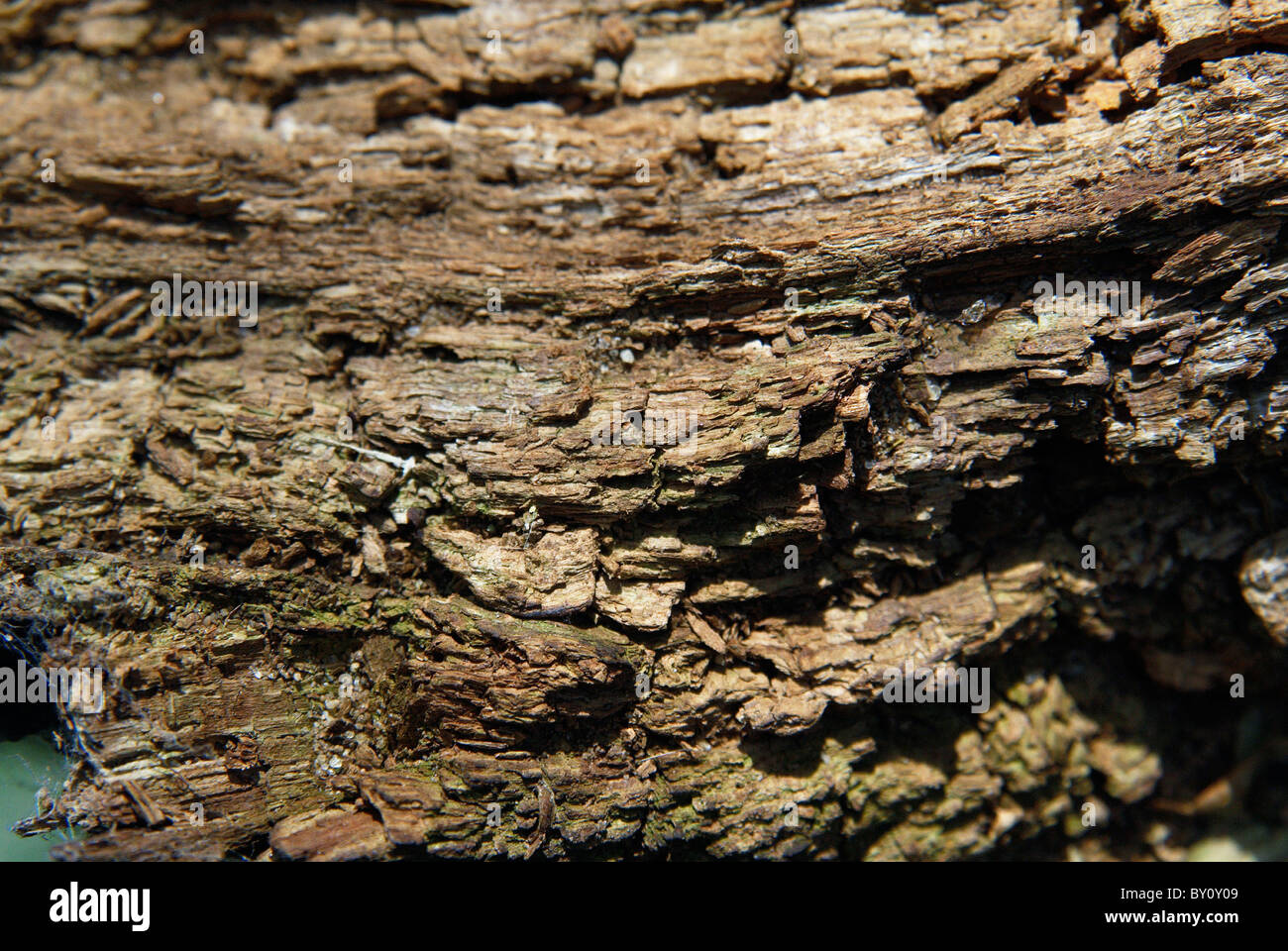 Timber with brown rot Stock Photo - Alamy