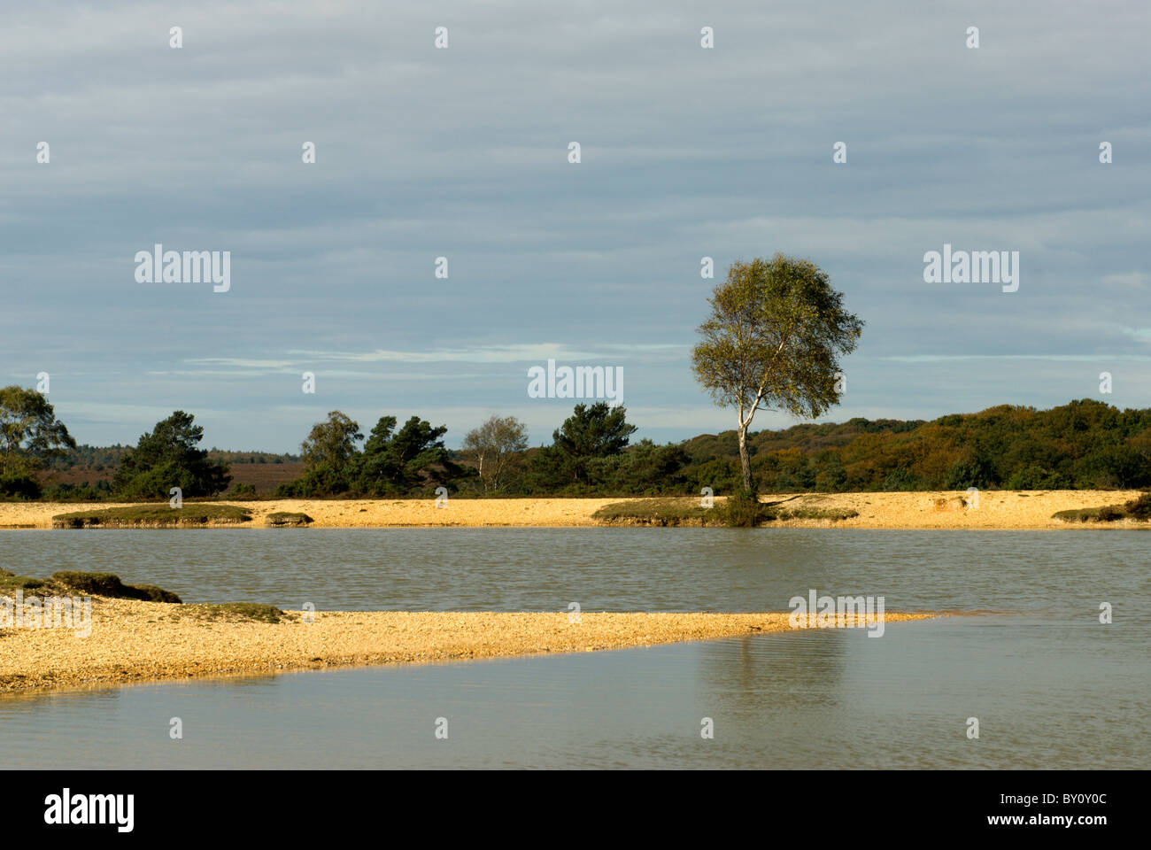 An oasis in the New Forest these ponds near Foxhill Stoney Cross Plain ...
