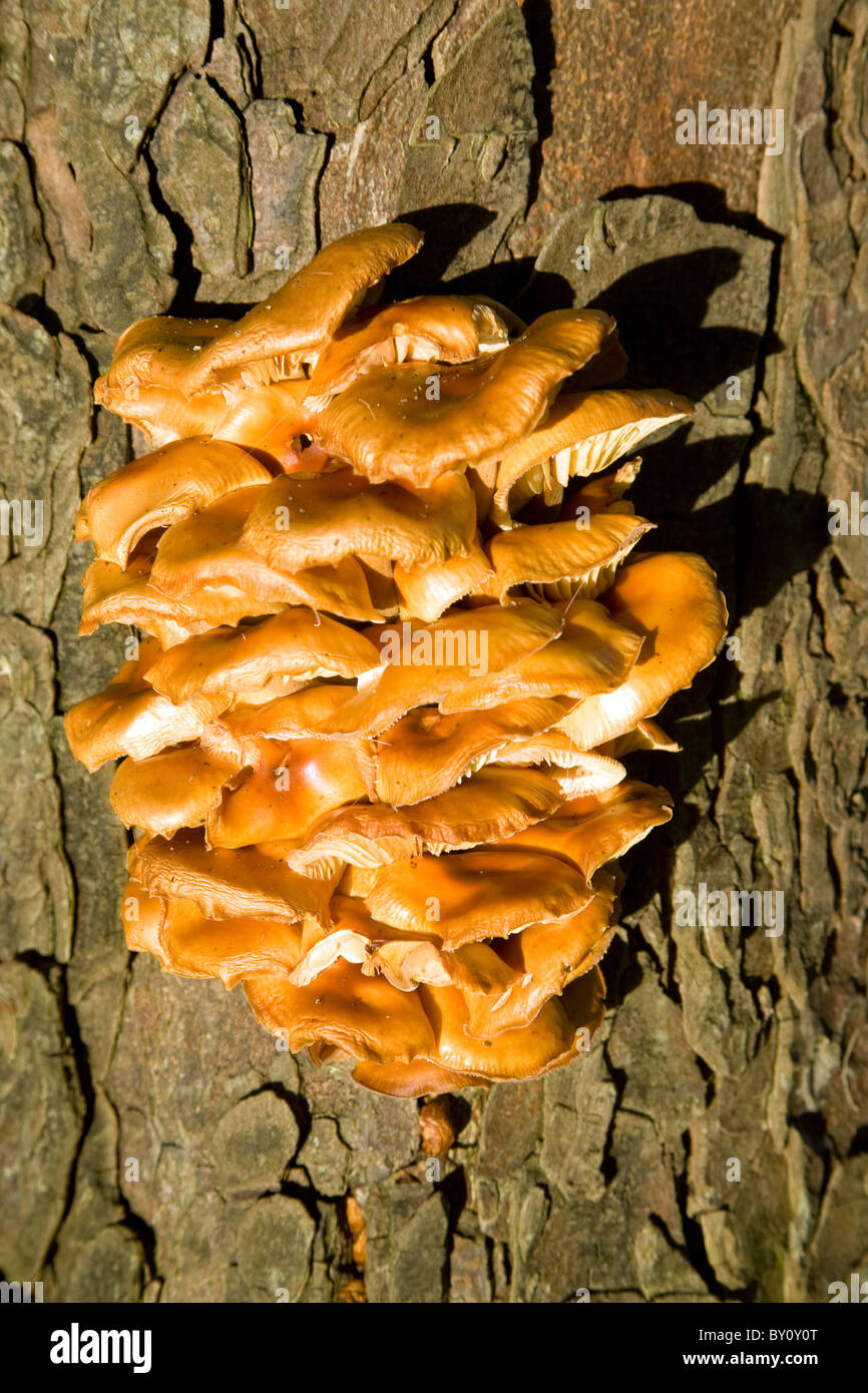 British fungi chicken of the woods hi-res stock photography and images ...
