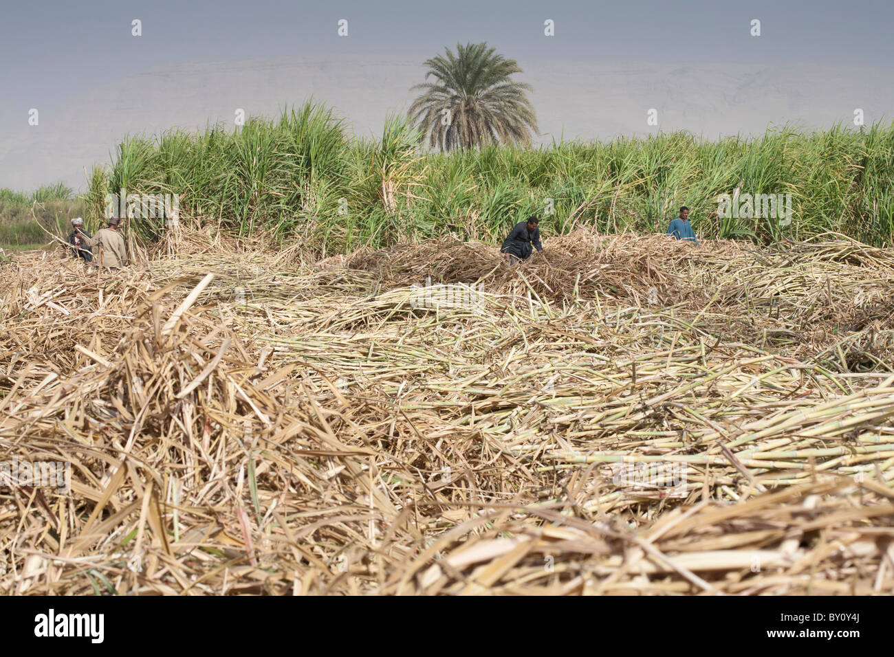 Sugar cane crop hi-res stock photography and images - Alamy