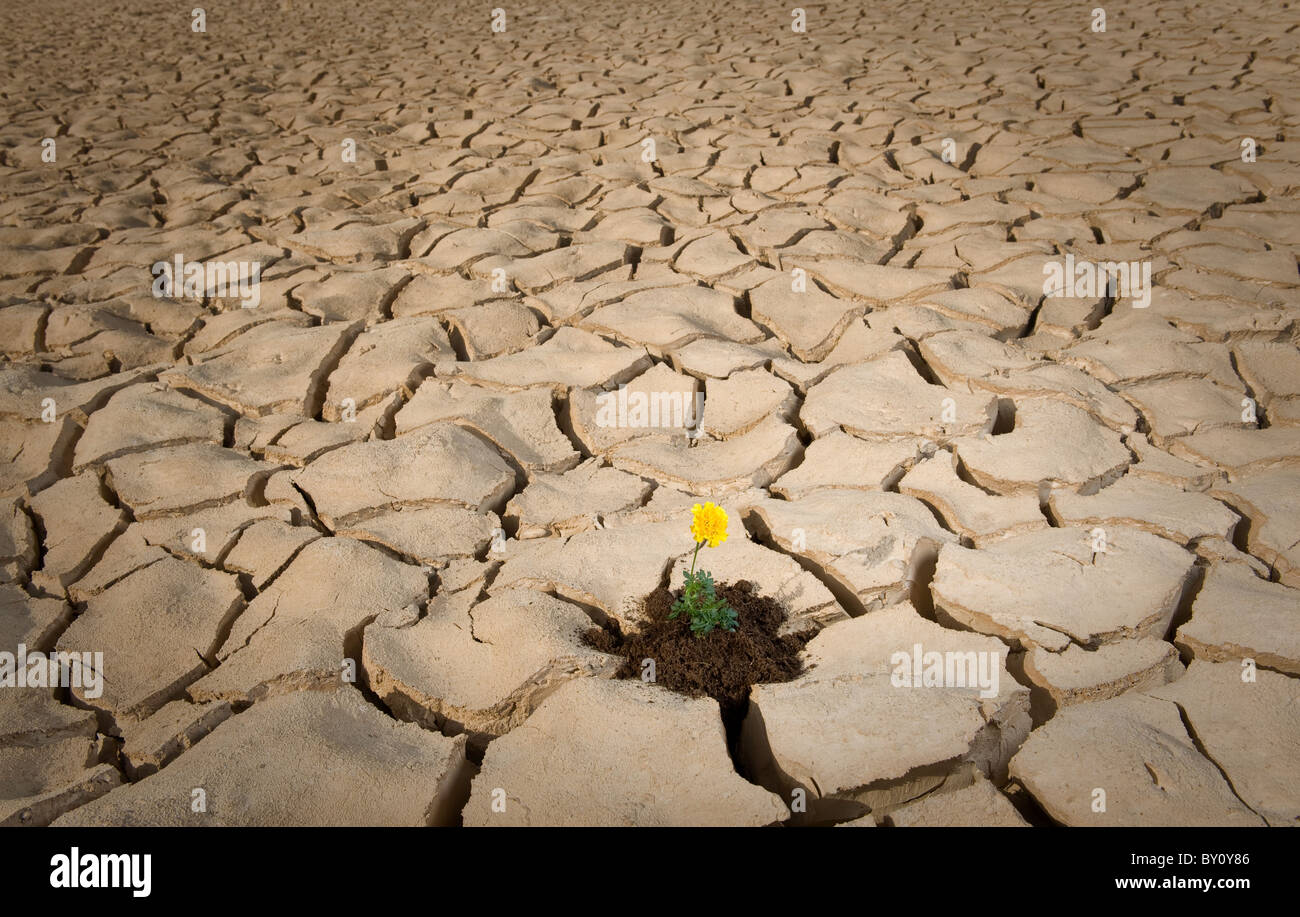 small plant with yellow flower cracked soil Stock Photo - Alamy