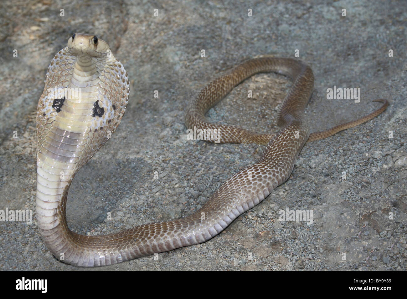 Elapidae Snakes