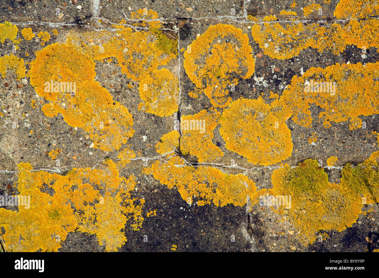 Lichen growing on stone hi-res stock photography and images - Alamy