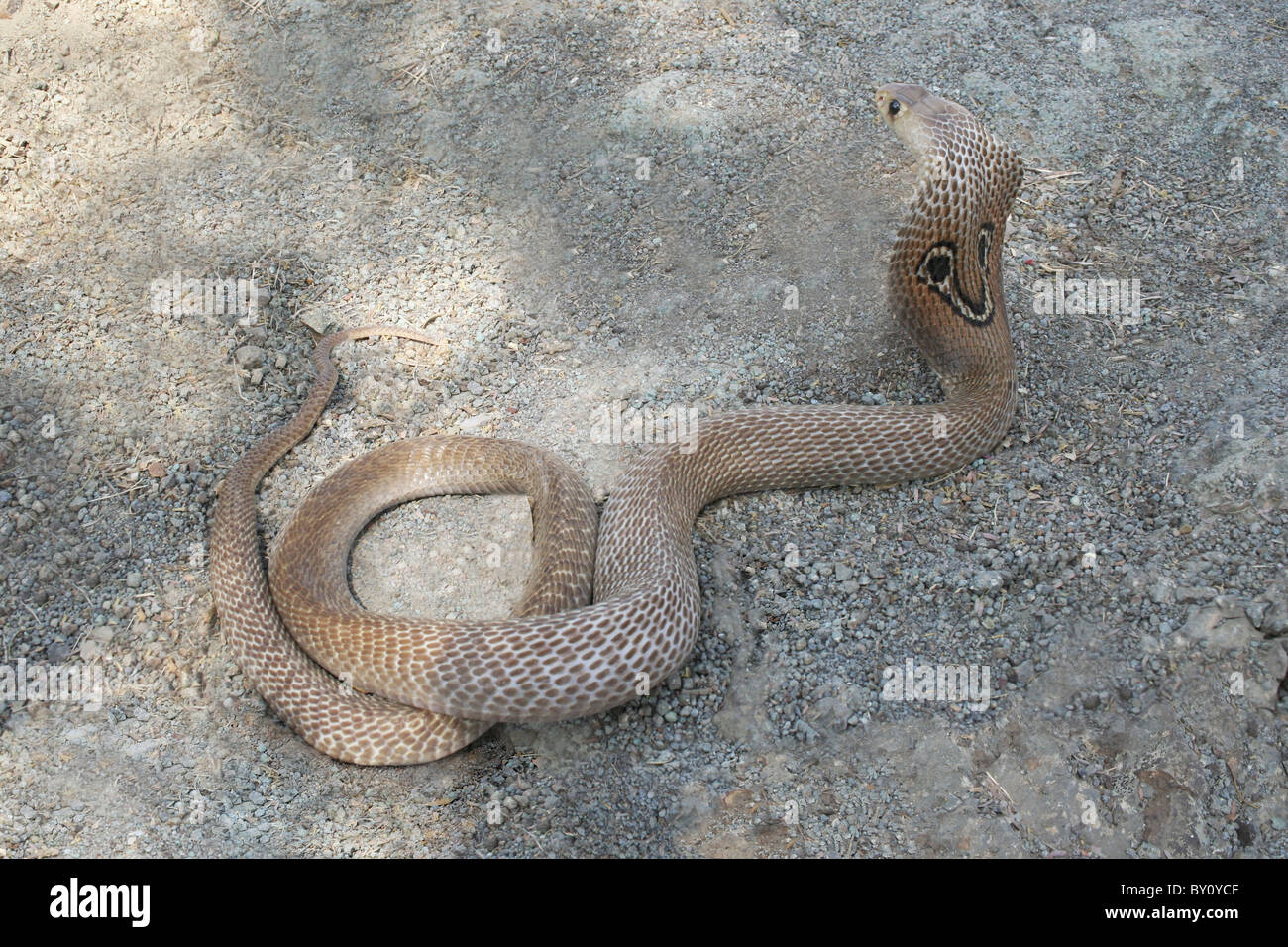 SPECTACLED COBRA. Naja naja. Venomous, common. Elapidae, Pune Stock ...