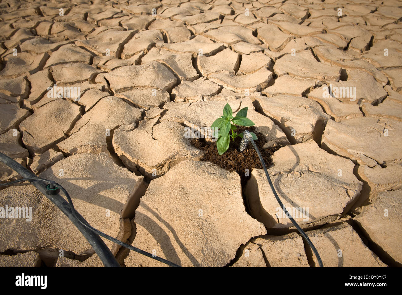 drip irrigation system watering a small basil plant on a cracked soil ...