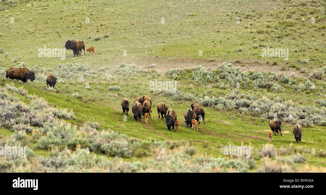 American Buffalo mothers and babies running Stock Photo - Alamy