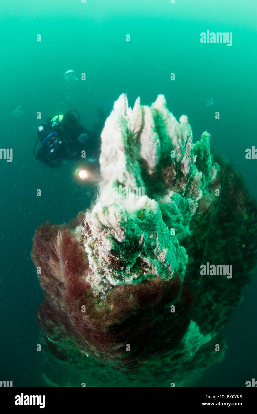 Scuba diving in volcanic active Eyijafjordur, Akureyri, Iceland Stock ...