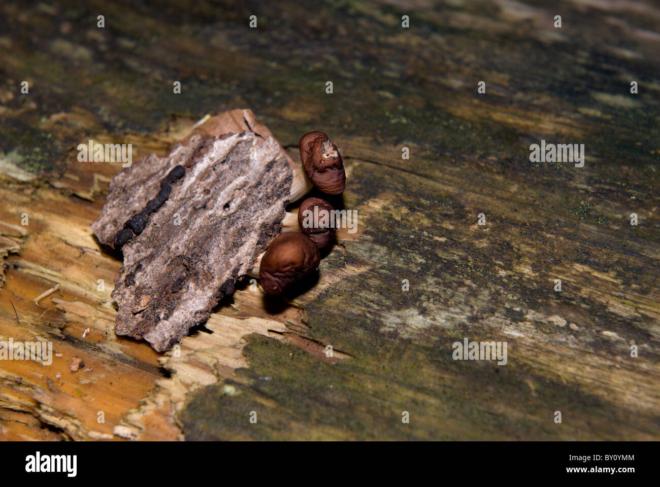 Tiny spores hi-res stock photography and images - Alamy