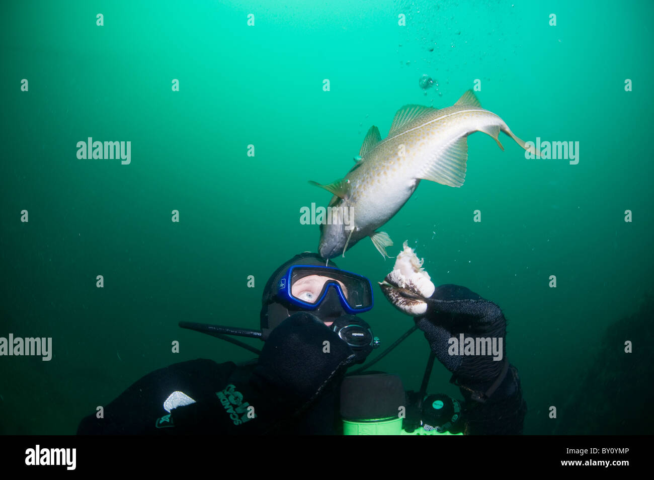 Atlantic cod, Eyijafjordur, Akureyri, Iceland Stock Photo - Alamy
