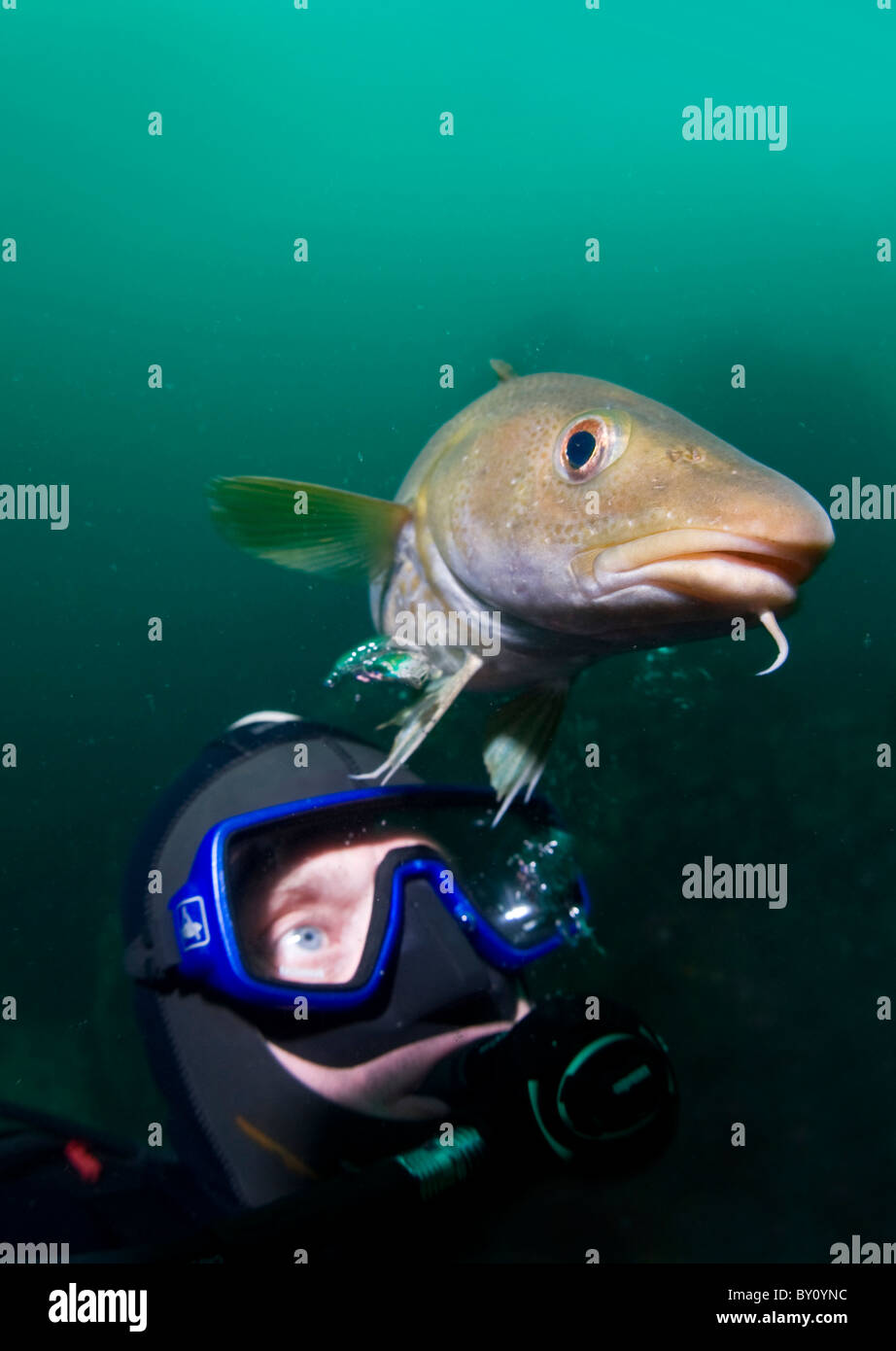Atlantic cod, Eyijafjordur, Akureyri, Iceland Stock Photo - Alamy