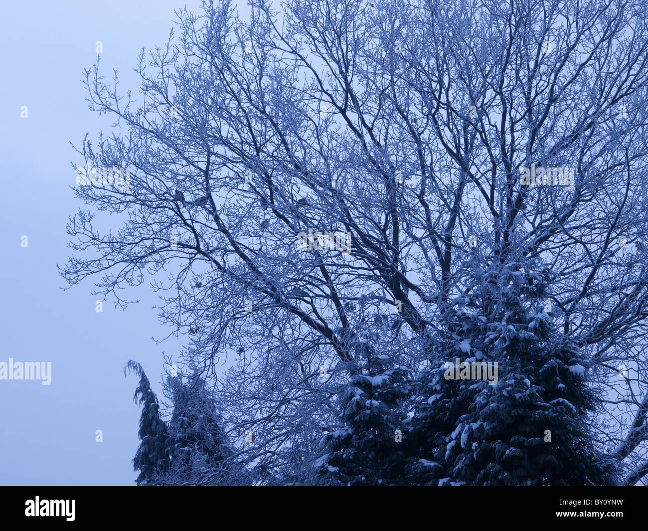 Bluey hi-res stock photography and images - Alamy