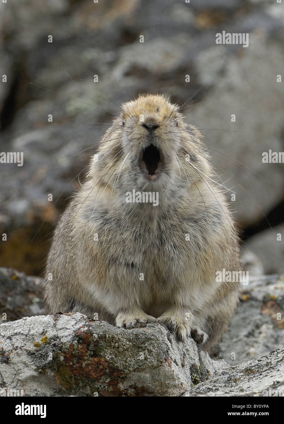 The scream of nature hi-res stock photography and images - Alamy