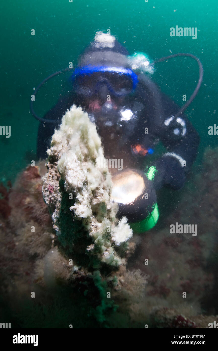 Scuba diving in volcanic active Eyijafjordur, Akureyri, Iceland Stock ...