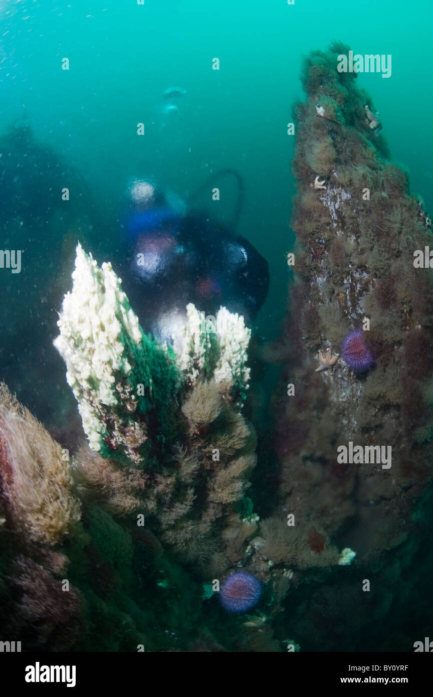 Scuba diving in volcanic active Eyijafjordur, Akureyri, Iceland Stock ...