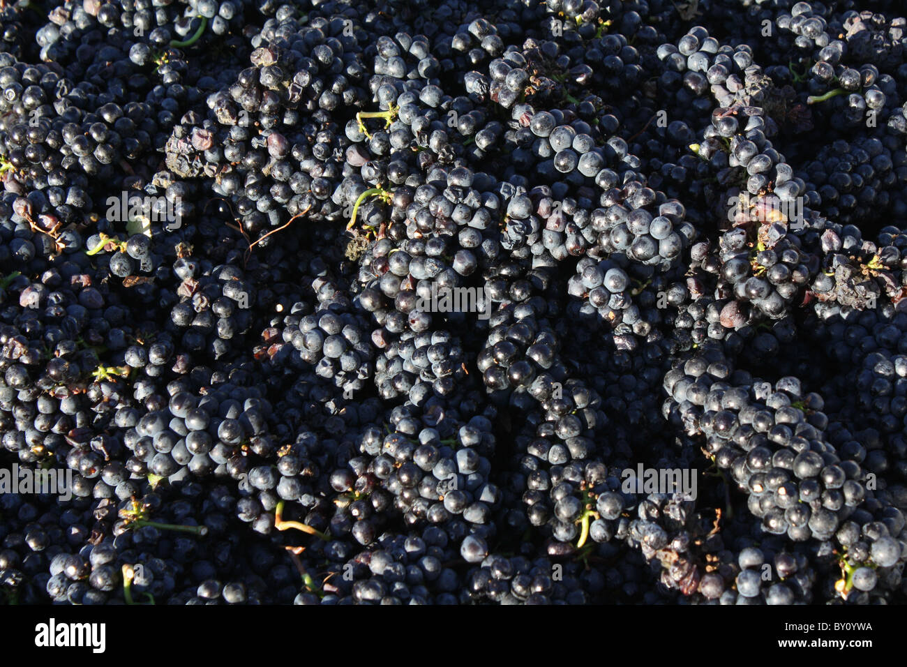 Freshly picked red grapes full bin, ready for wine processing and wine ...
