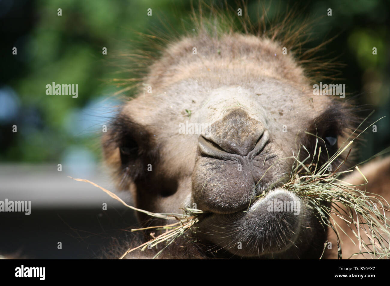 Camel breath hi-res stock photography and images - Alamy