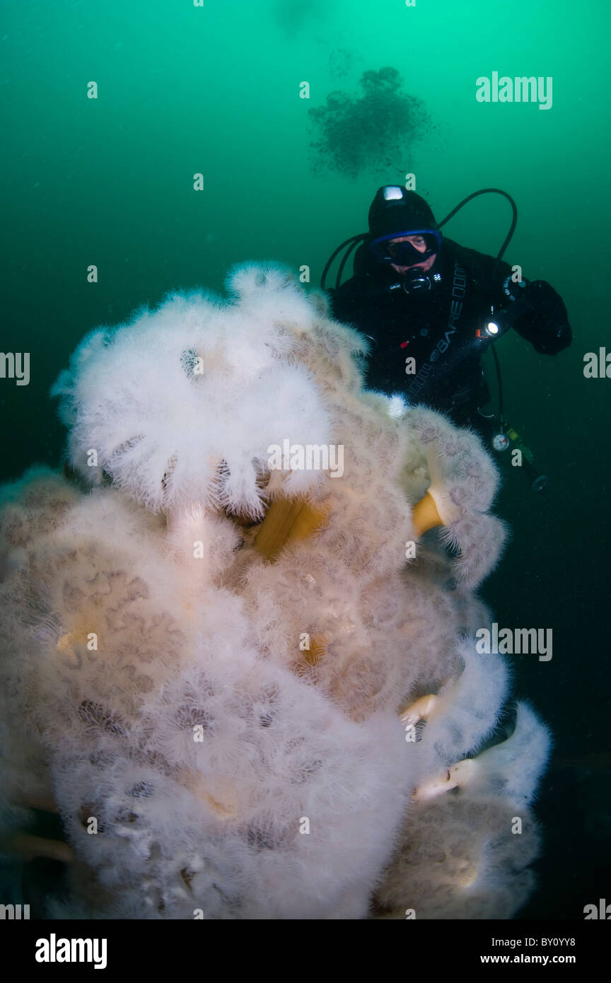 Diving in Eyijafjordur, Akureyri, Iceland Stock Photo - Alamy