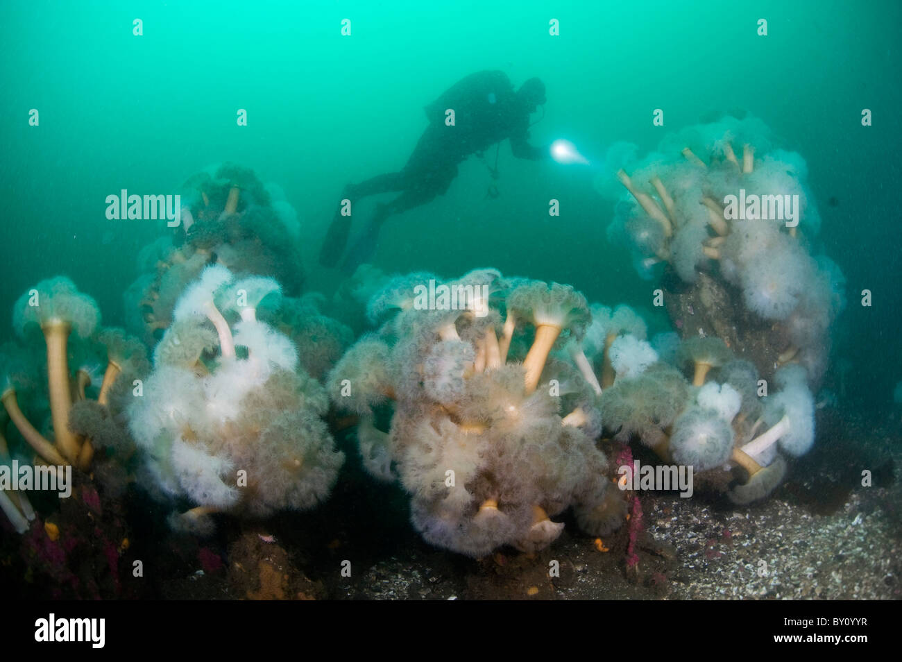 Underwater chimney ocean hi-res stock photography and images - Alamy