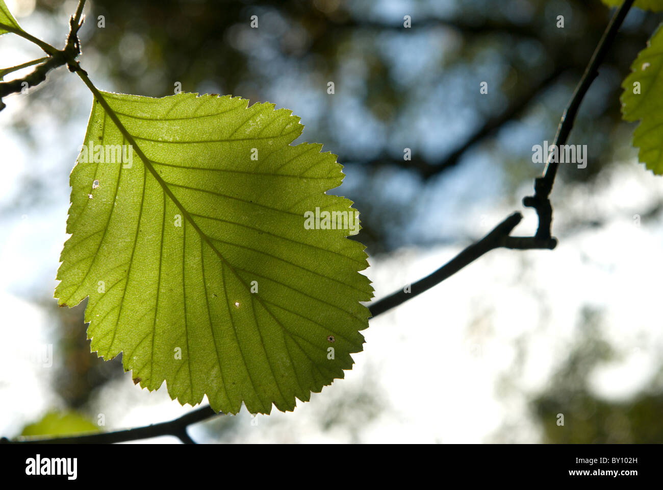 Notched leaf hi-res stock photography and images - Alamy