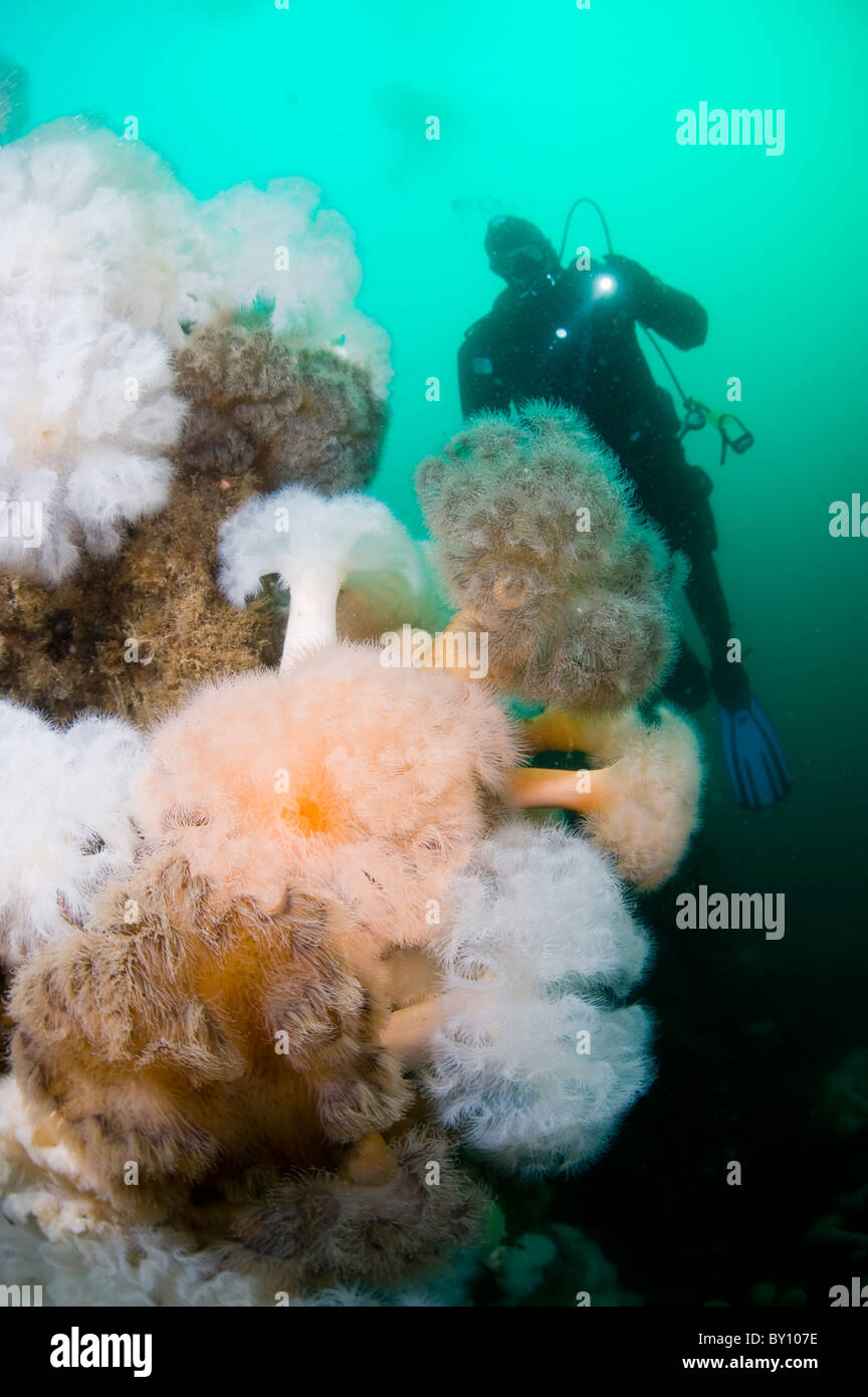 Underwater chimney ocean hi-res stock photography and images - Alamy
