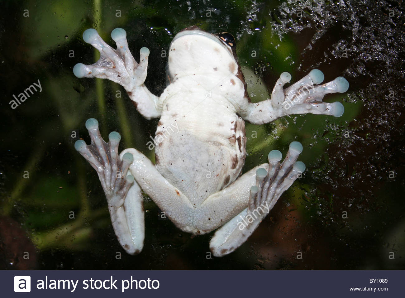 Milk Frog High Resolution Stock Photography and Images - Alamy