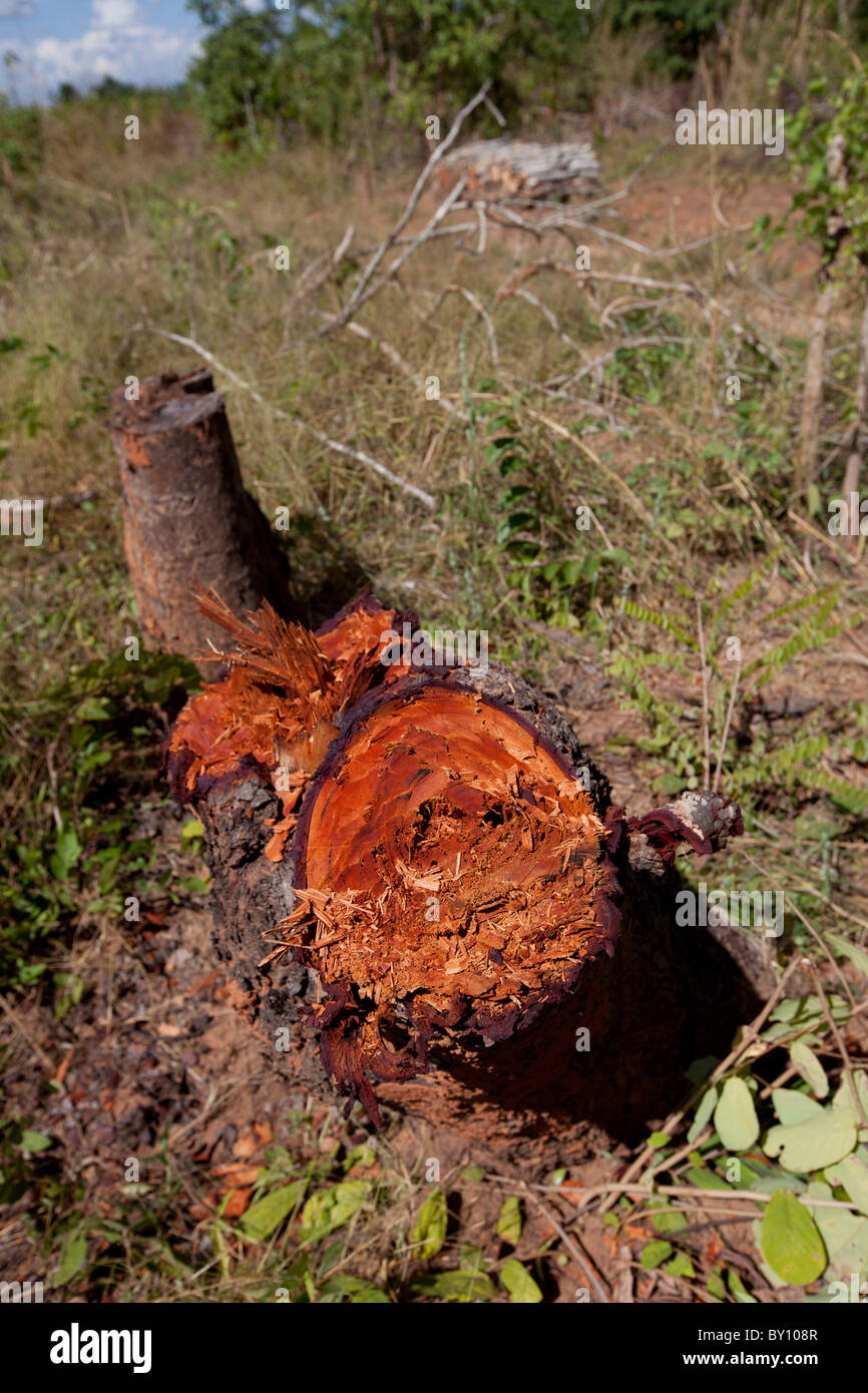 Timber deforestation hi-res stock photography and images - Alamy