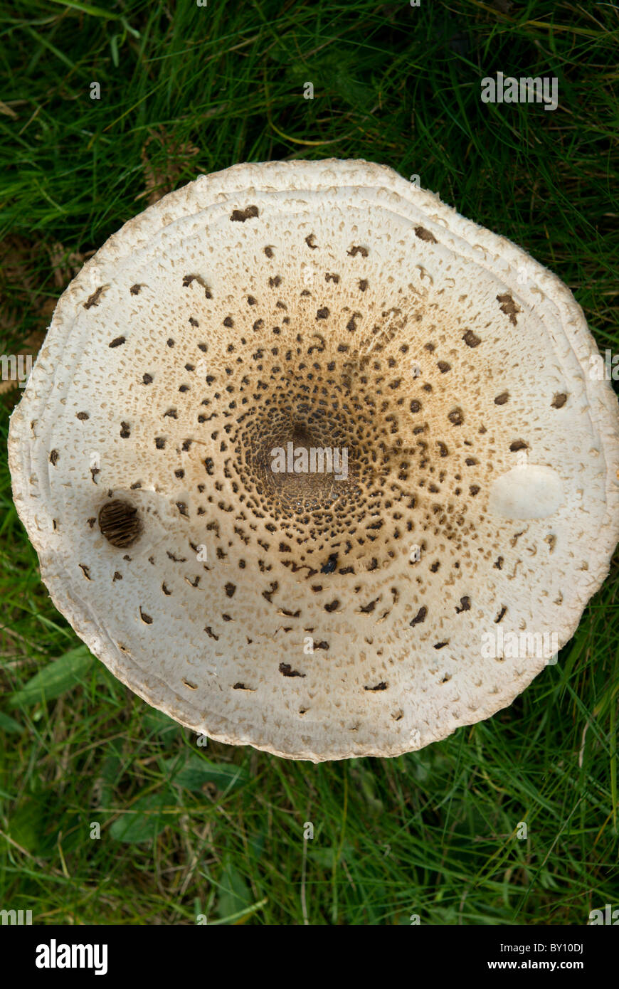 large open Parasol mushroom on the woodland floor in the New Forest ...