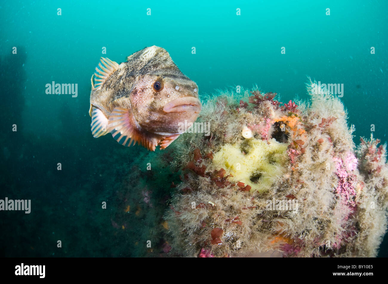 Lumpsucker fish hi-res stock photography and images - Alamy