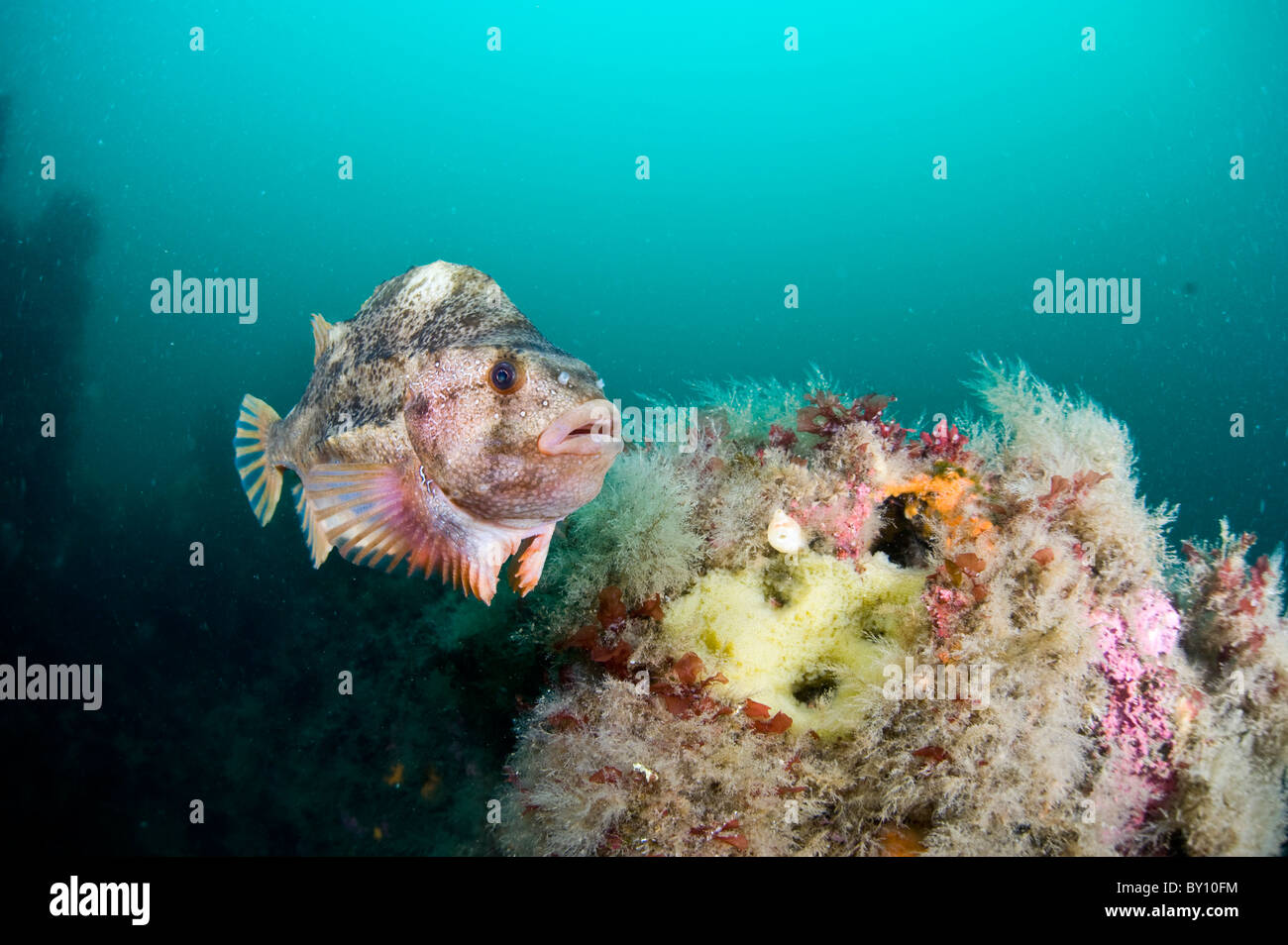 Lumpsucker hi-res stock photography and images - Alamy