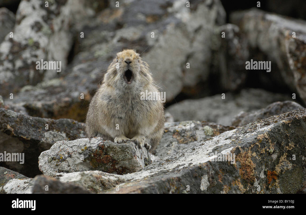 Rodent lagomorphs hi-res stock photography and images - Alamy