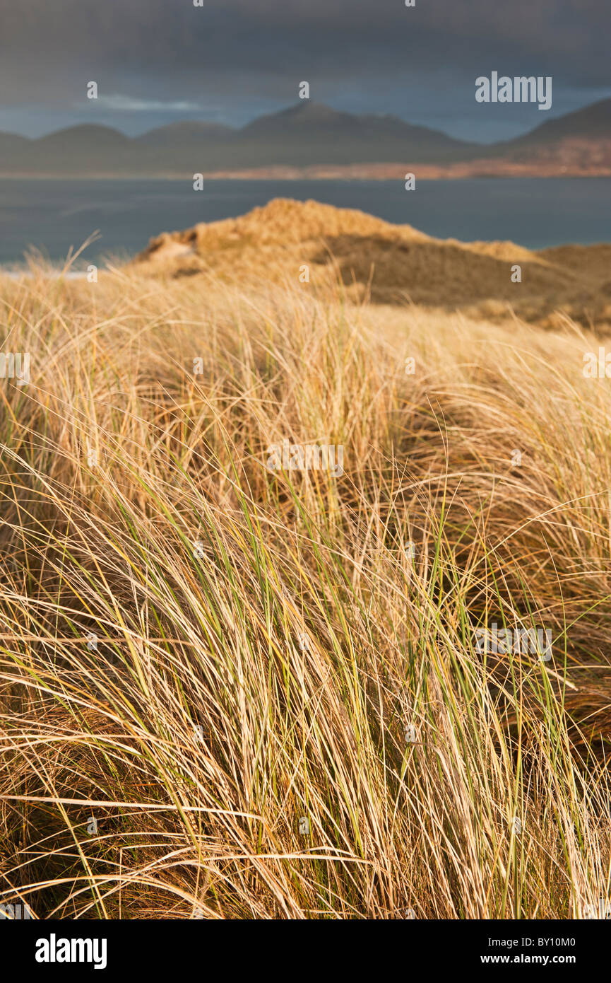 Dune grass, Luskentyre beach, Isle of Harris, Western Isles, Scotland ...