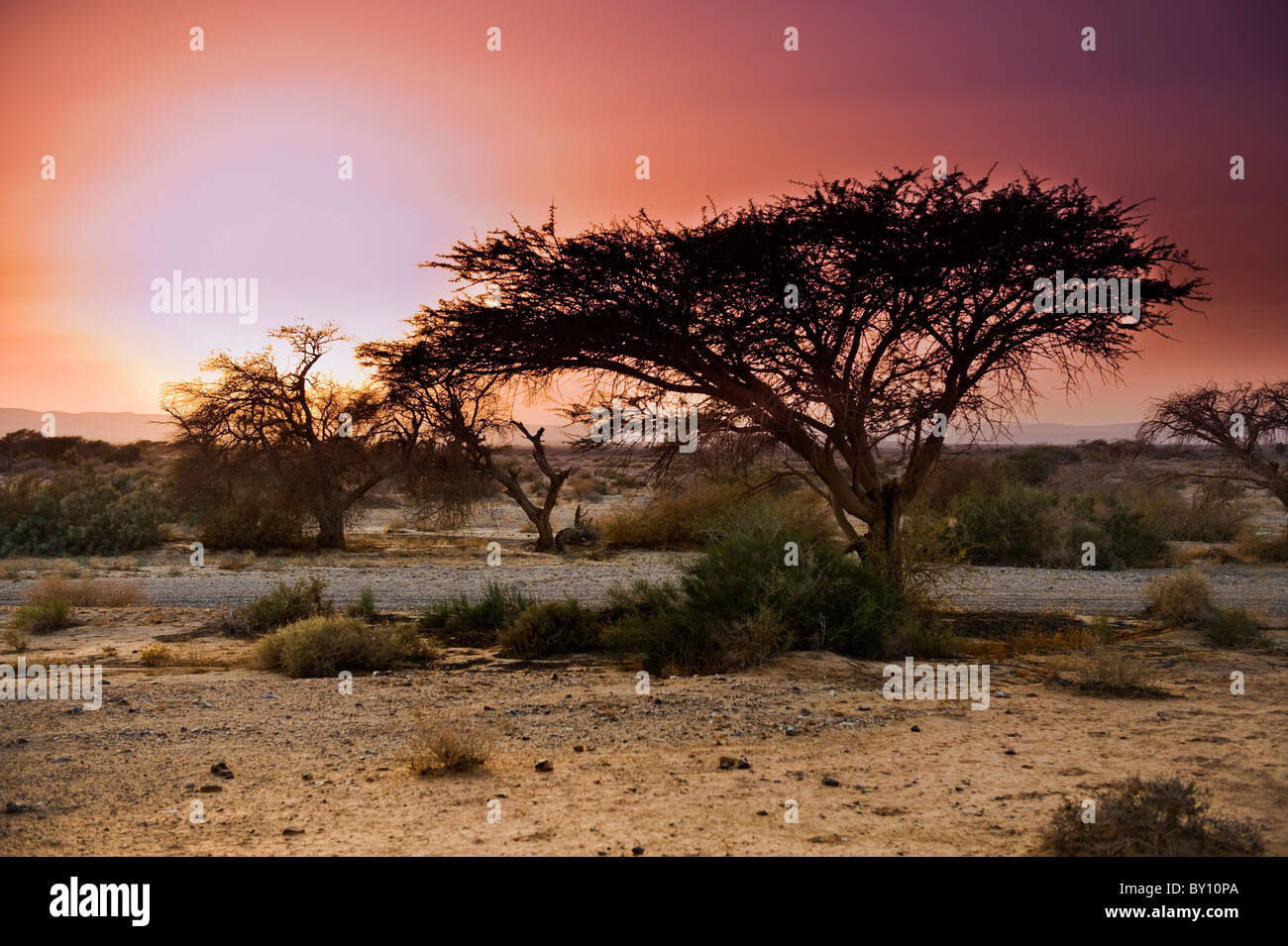 Acacia desert israel tree hi-res stock photography and images - Alamy