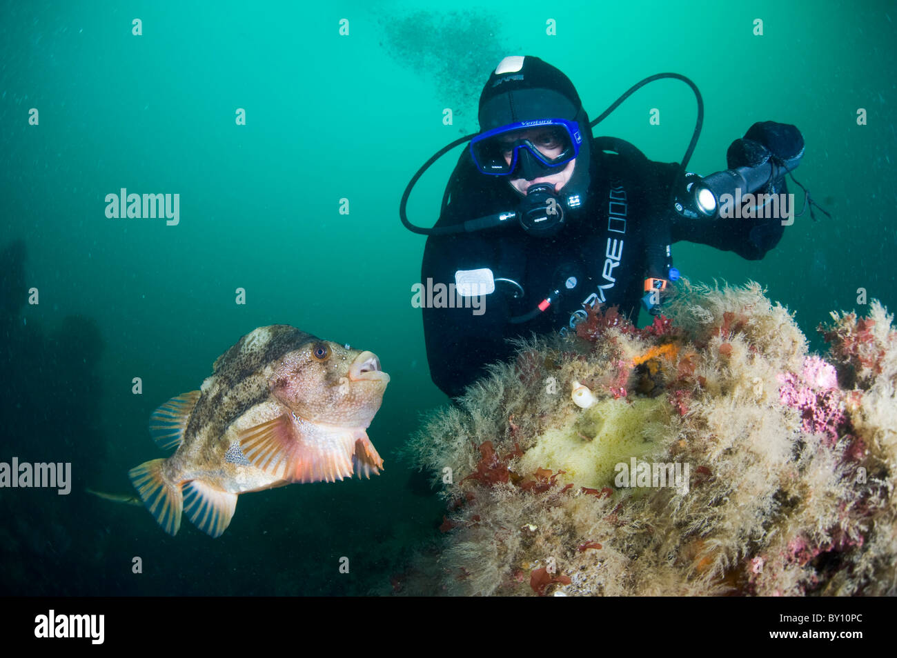 Strytan hi-res stock photography and images - Alamy