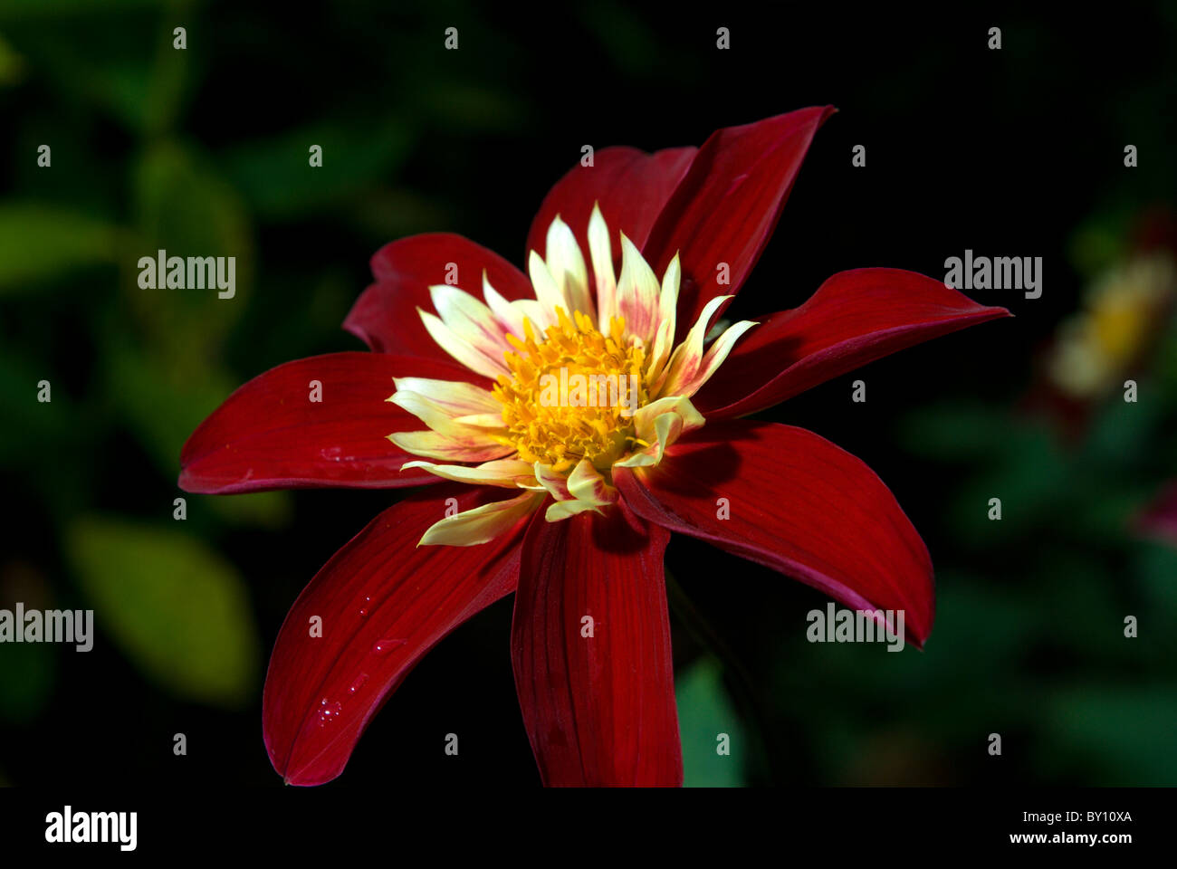 Single dahlia flower in full bloom highlighted by dappled autumn ...