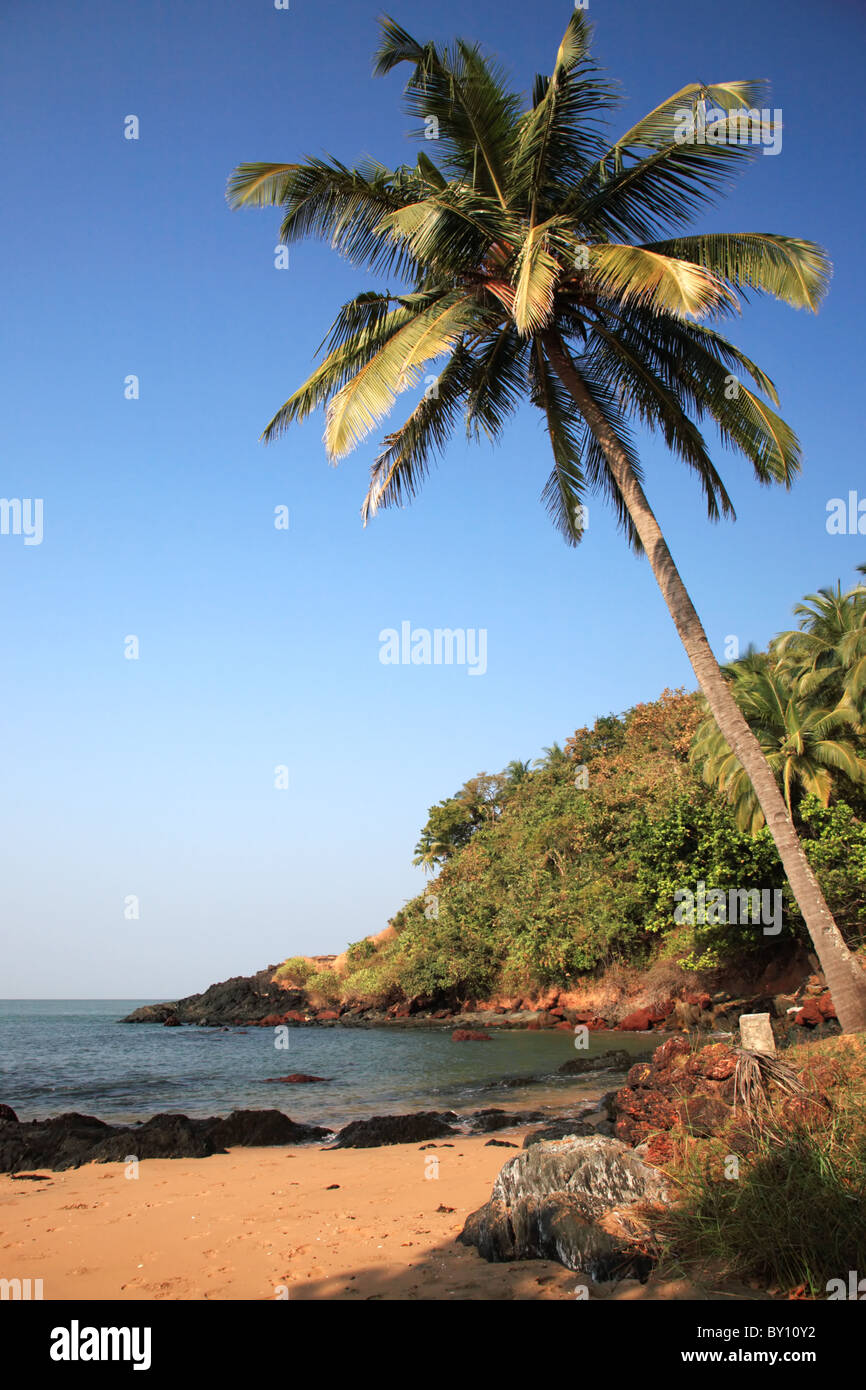 Goa tree hi-res stock photography and images - Alamy
