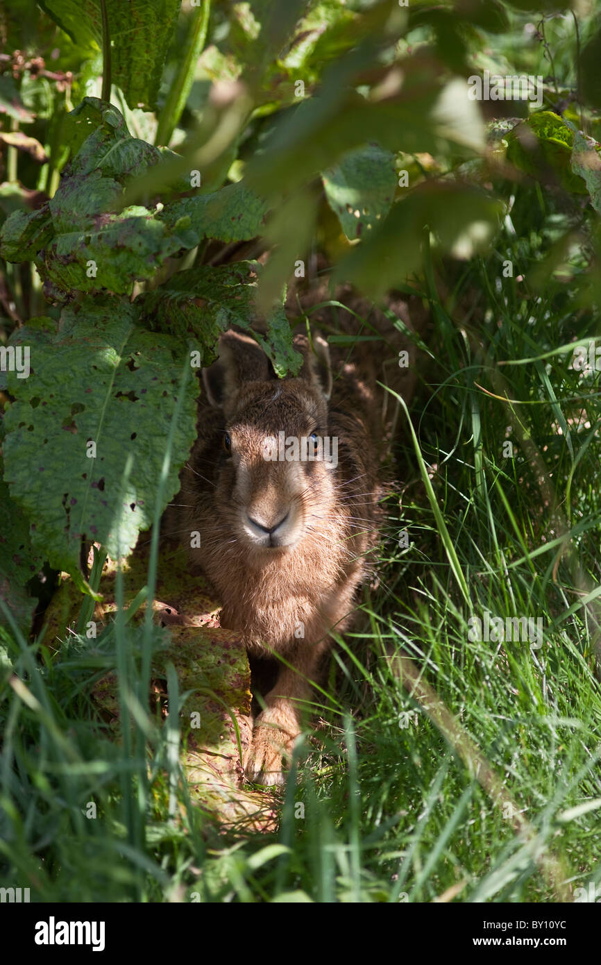 Hare resting hi-res stock photography and images - Alamy