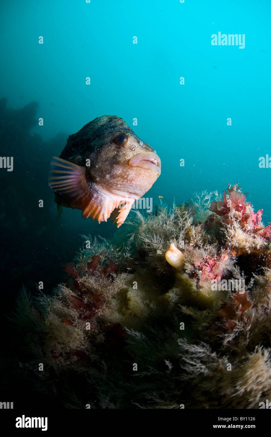 Lumpsucker fish hi-res stock photography and images - Alamy