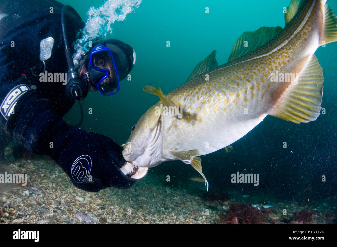 Atlantic cod diver hi-res stock photography and images - Alamy