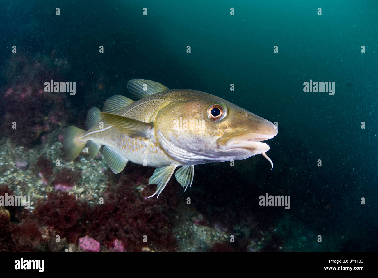 Atlantic cod underwater hi-res stock photography and images - Alamy