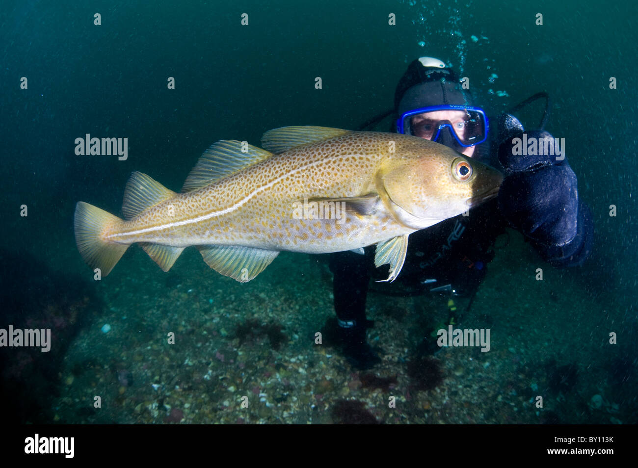 Atlantic cod diver hi-res stock photography and images - Alamy