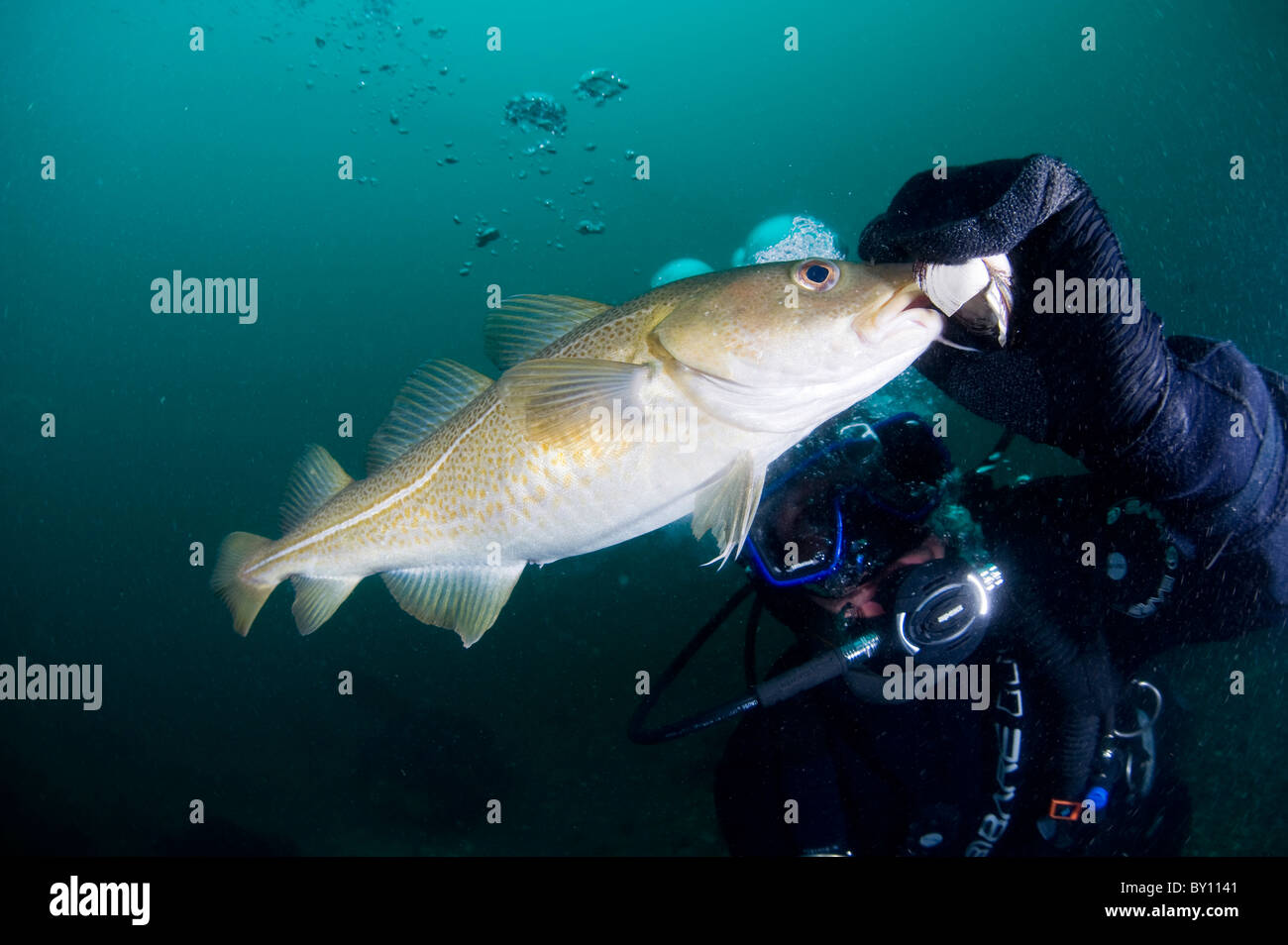 Atlantic Cod High Resolution Stock Photography and Images - Alamy