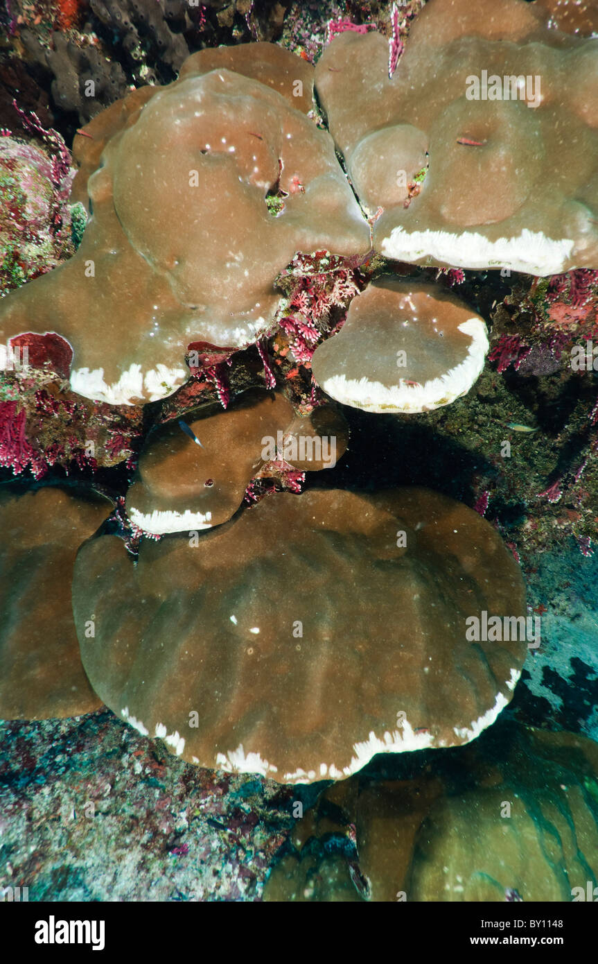 Bite marks on hard coral, Mapia Atoll, West Papua, Indonesia Stock ...